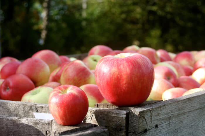 16 Types of Apples from Michigan | Healthy Family Project