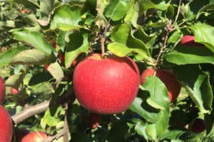 16 Types of Apples from Michigan | Healthy Family Project