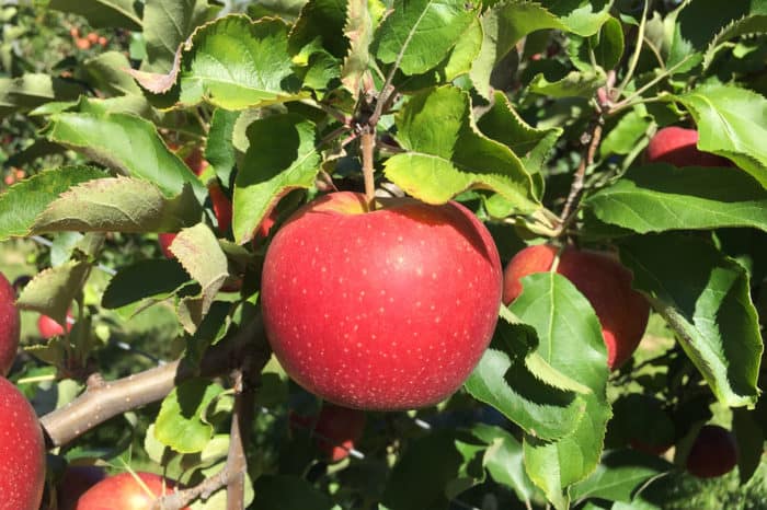 16 Types of Apples from Michigan | Healthy Family Project