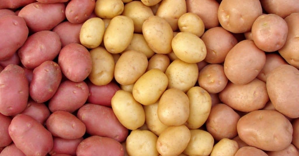 16 Long-Lasting Fruits & Vegetables | Produce for Kids